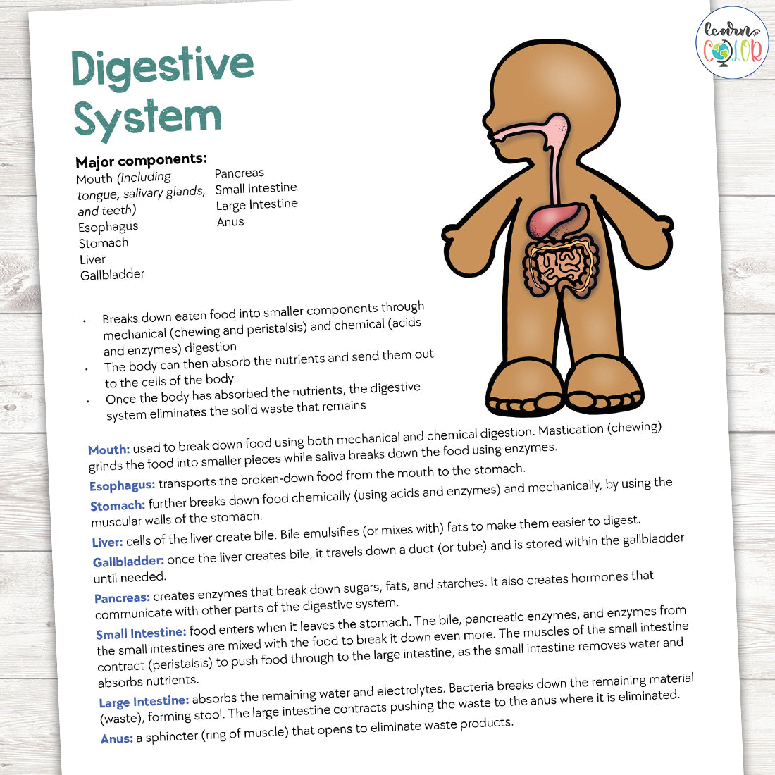 Human Body Systems Cheat Sheets – Learn in Color