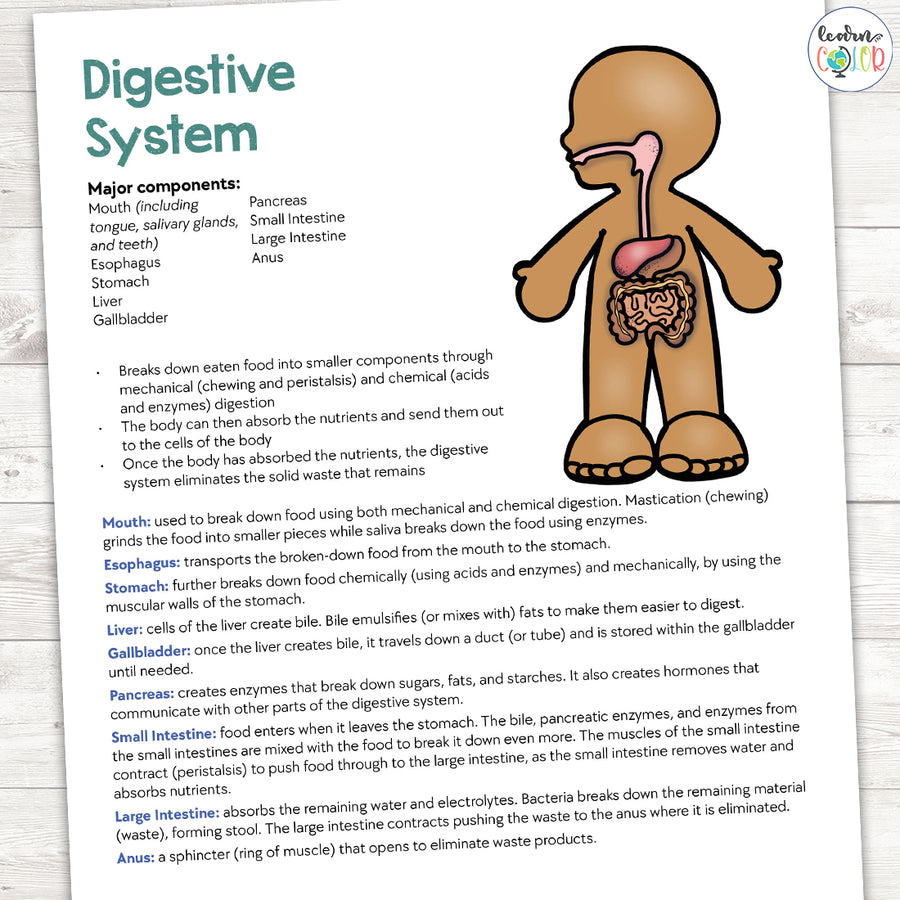 Human Body Systems Cheat Sheets – Learn in Color