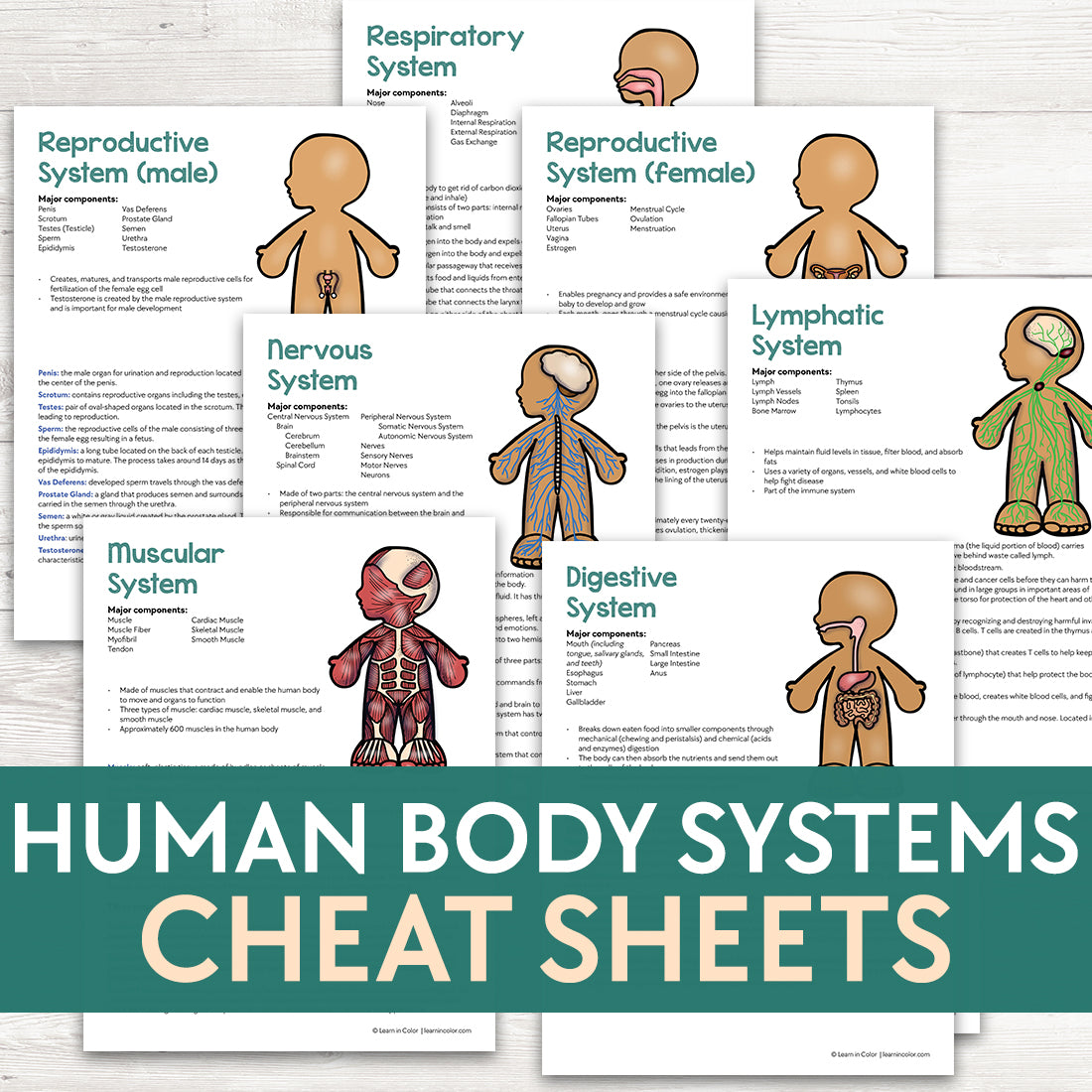 Human Body Systems Cheat Sheets – Learn in Color