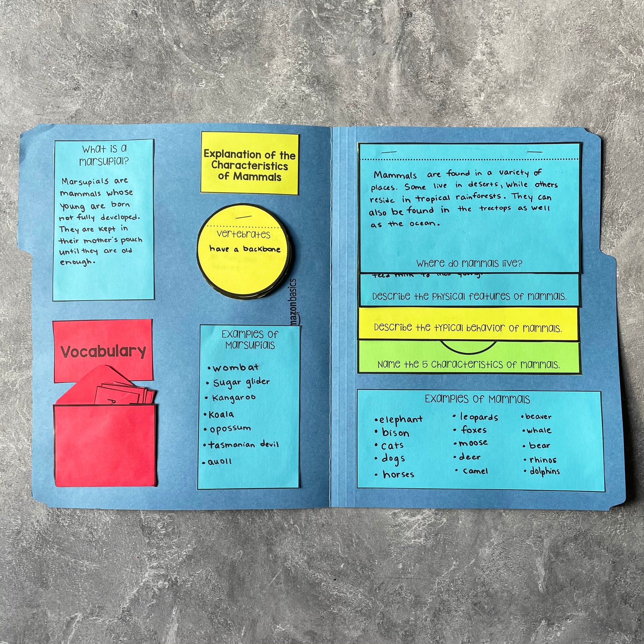 Mammals Lapbook – Learn in Color